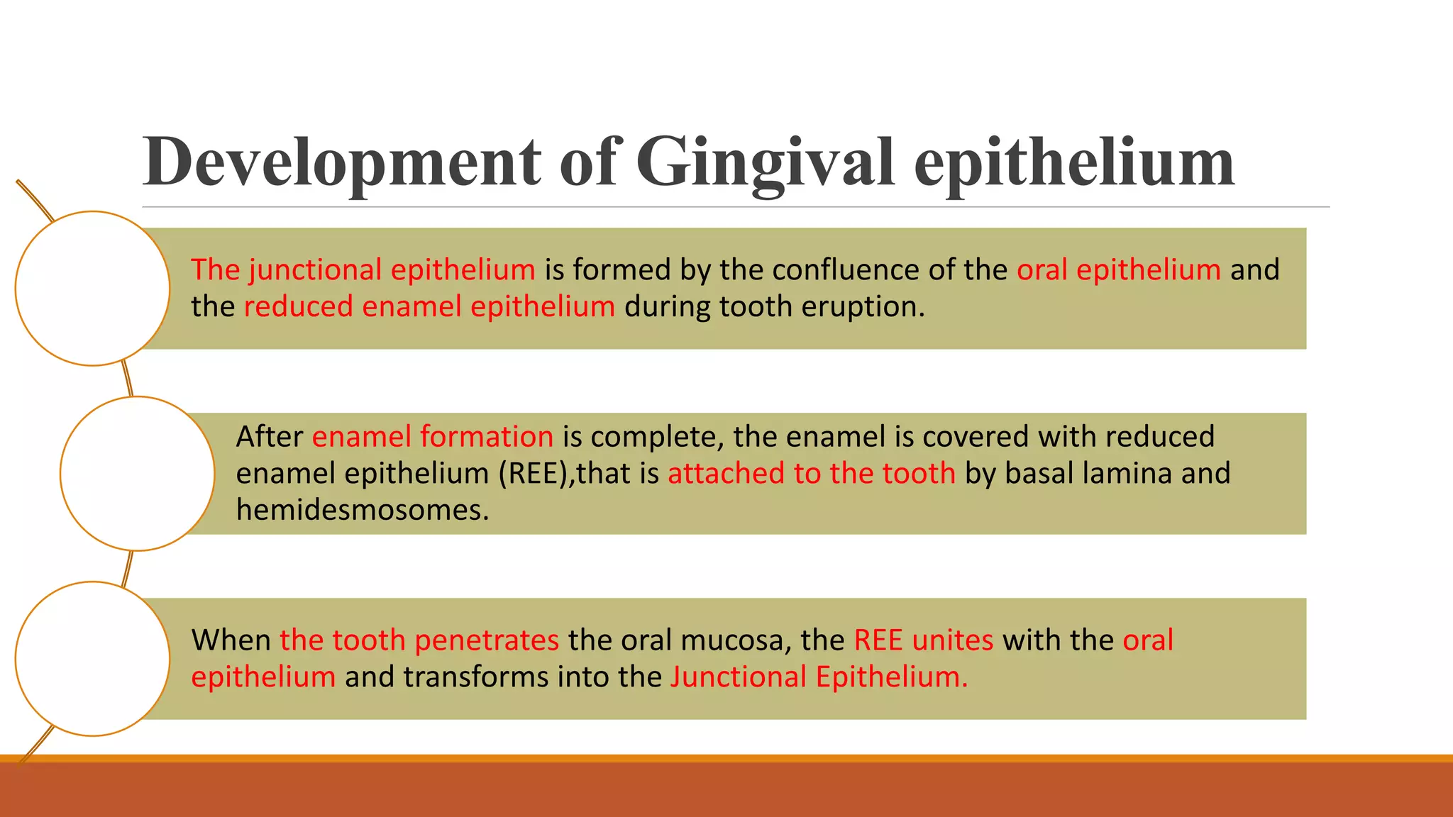 Development of periodontium | PPTX