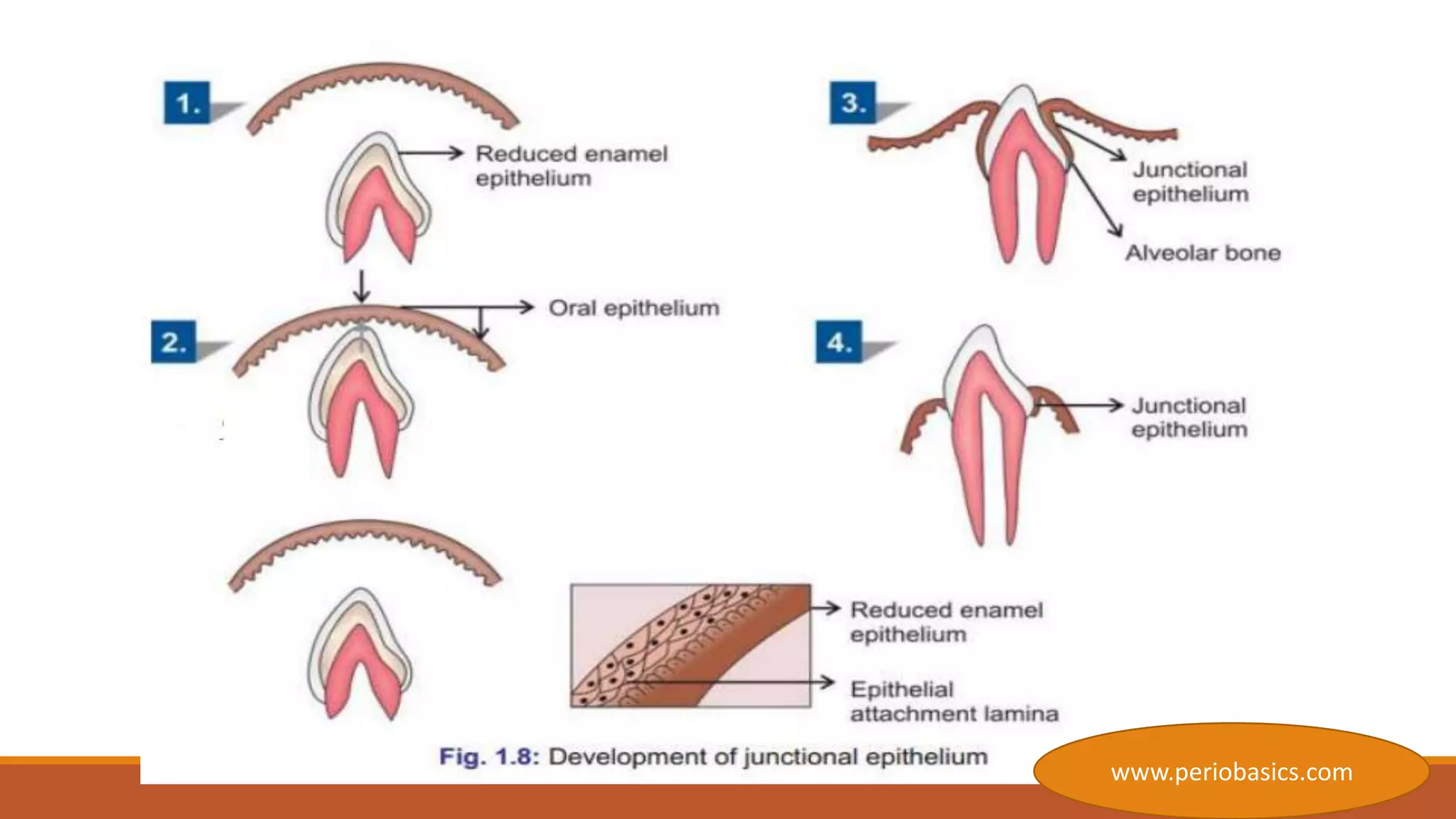 Development of periodontium | PPTX