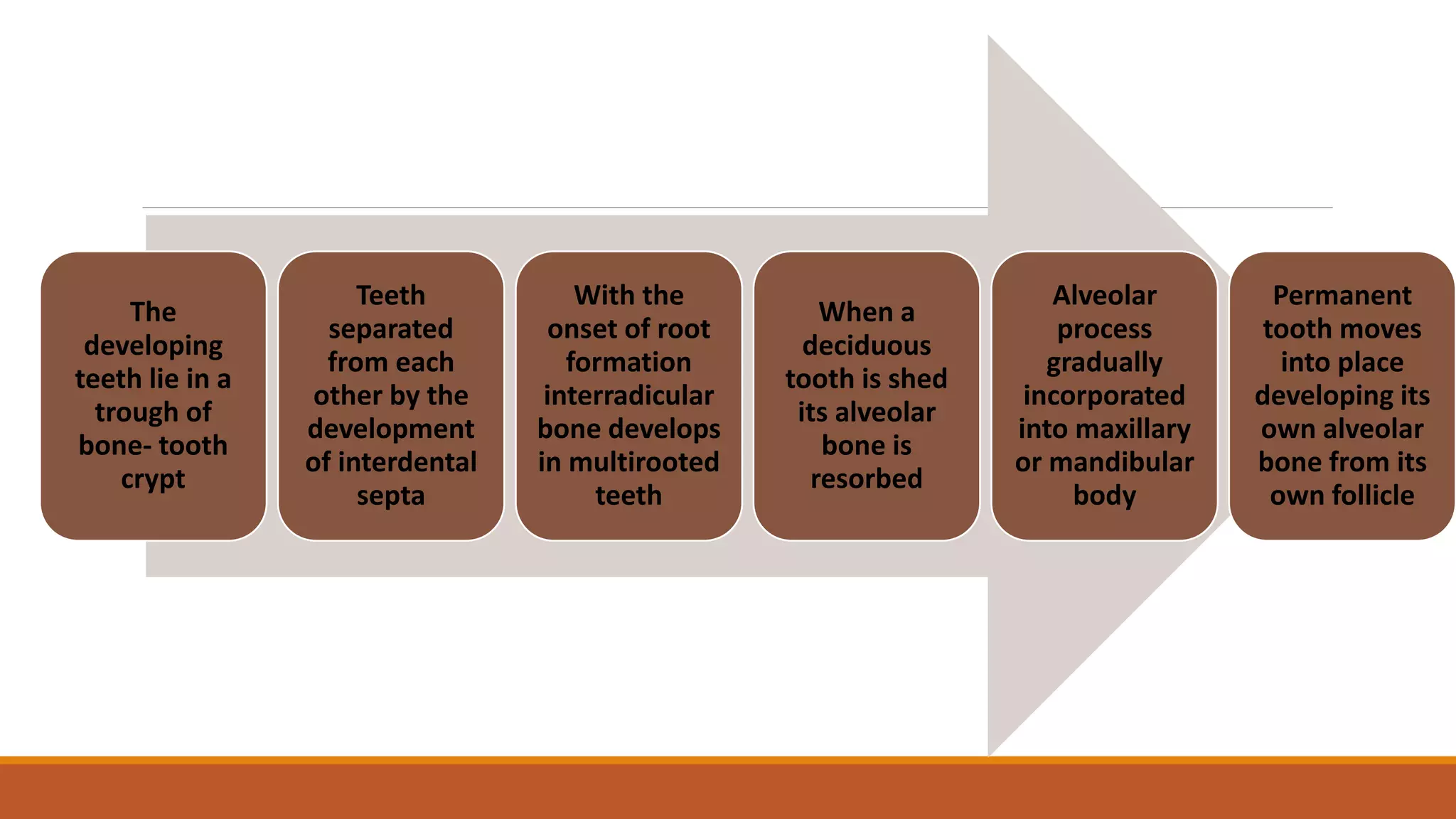 Development of periodontium | PPTX