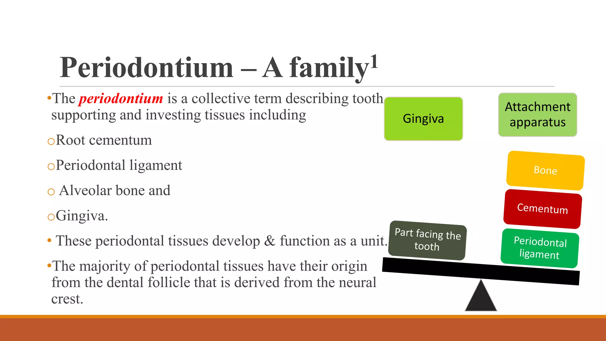 Development of periodontium | PPTX