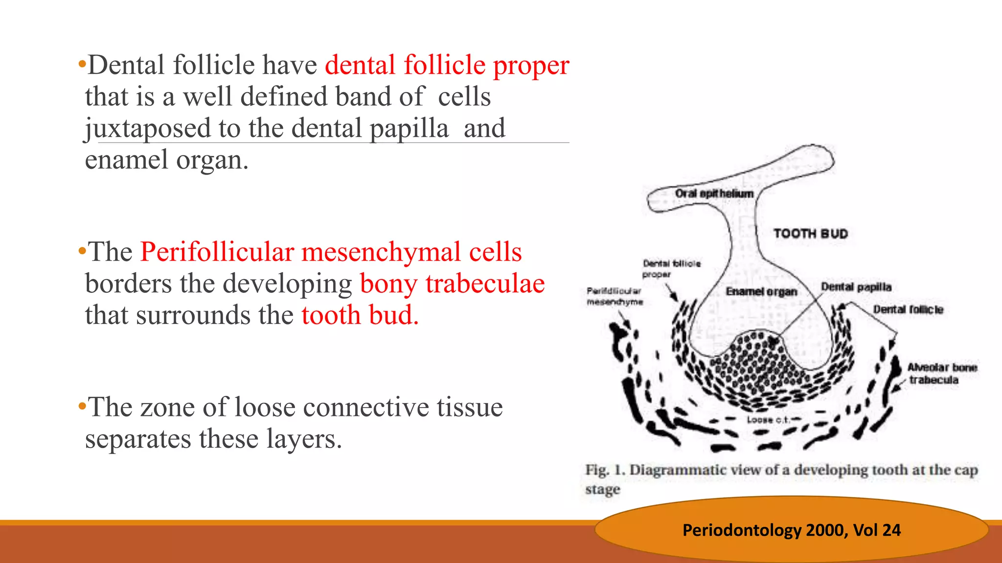 Development of periodontium | PPTX