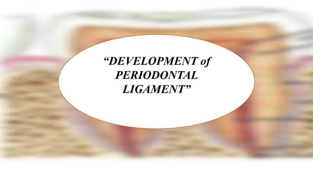 Development of periodontium | PPTX