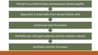 Development of periodontium | PPTX