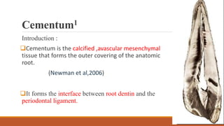 Development of periodontium | PPTX