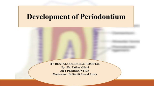 Development of periodontium | PPTX