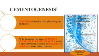Development of periodontium | PPTX