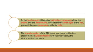 Development of periodontium | PPTX