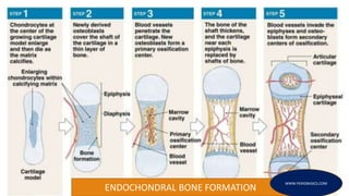 Development of periodontium | PPTX