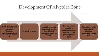 Development of periodontium | PPTX
