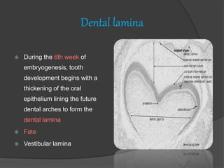 Development of Periodontium.pptx