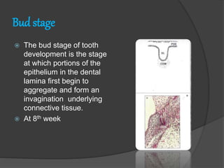 Development of Periodontium.pptx