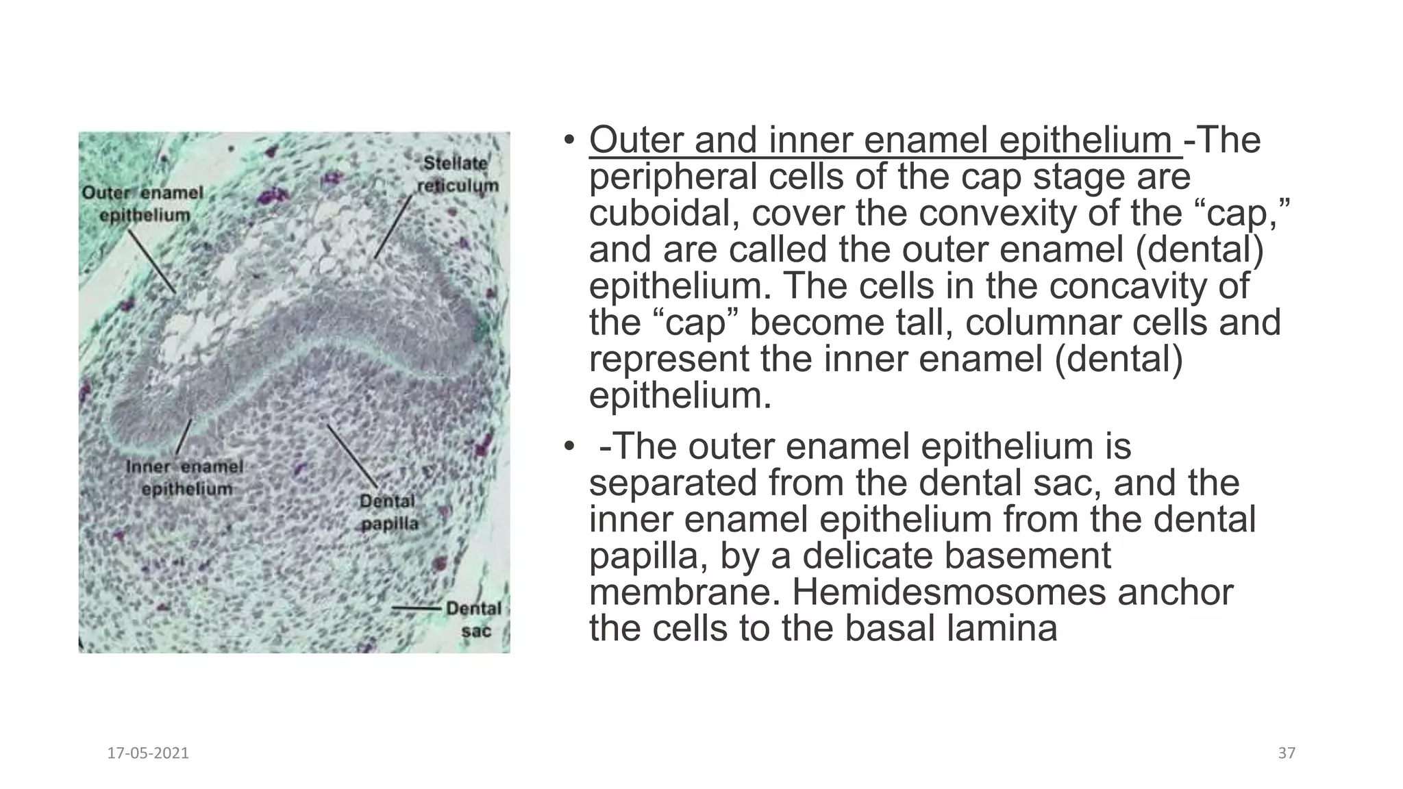 Development of Tooth & Periodontium | PPT