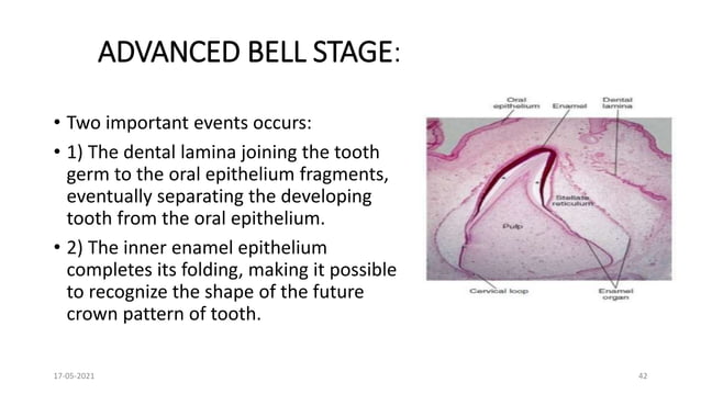 Development of Tooth & Periodontium | PPT
