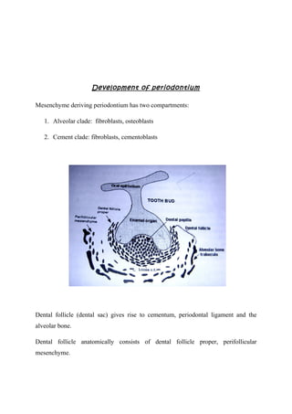 Development of periodontium 1 | DOC
