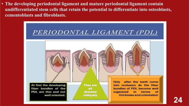 Development of periodontium | PPTX