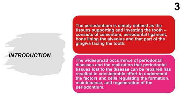 Development of periodontium | PPTX