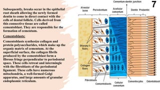 Development of periodontium | PPTX