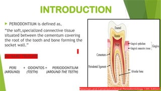 DEVELOPMENT_OF_PERIODONTIUM[1] anoushka.pptx