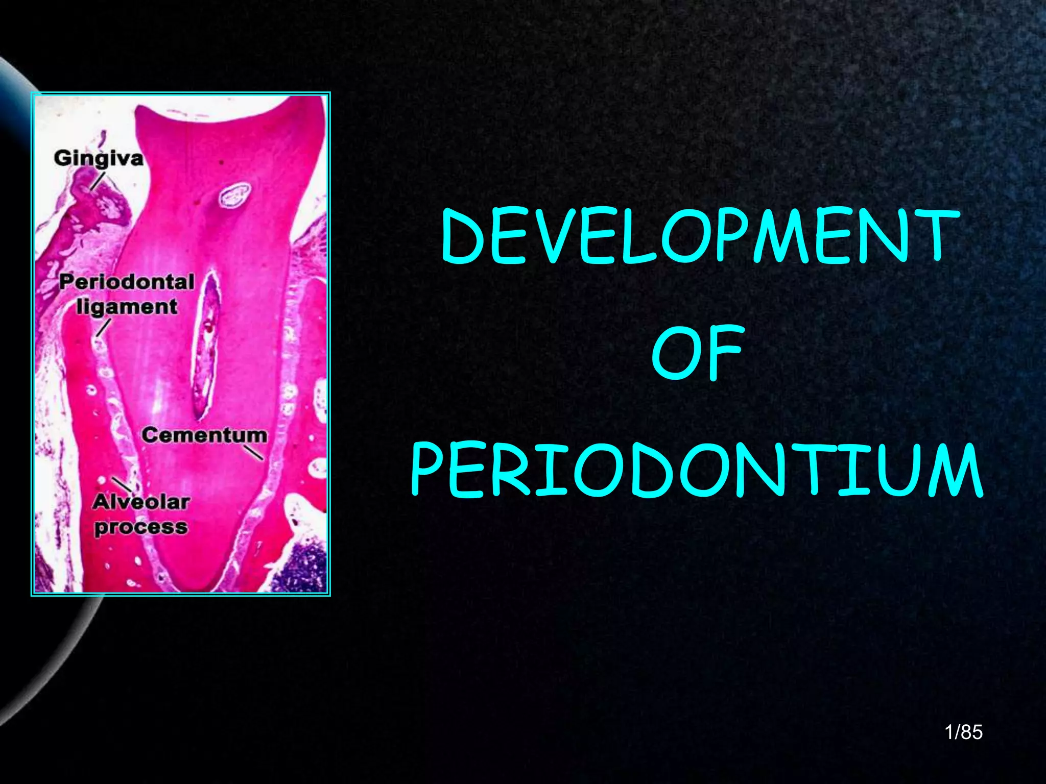 development of periodontium.ppt