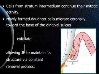 development of periodontium.ppt