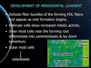 development of periodontium.ppt