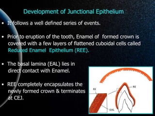 development of periodontium.ppt