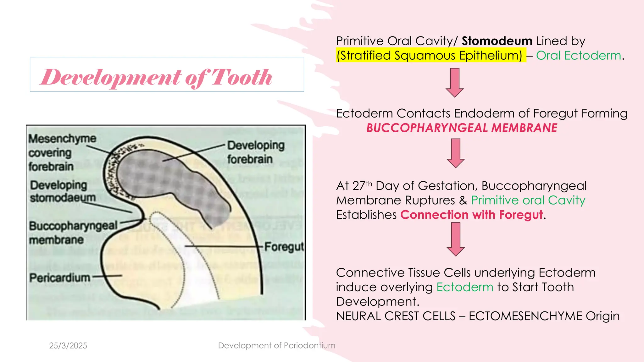 Development of Periodontium. focuses on development of periodontal ...