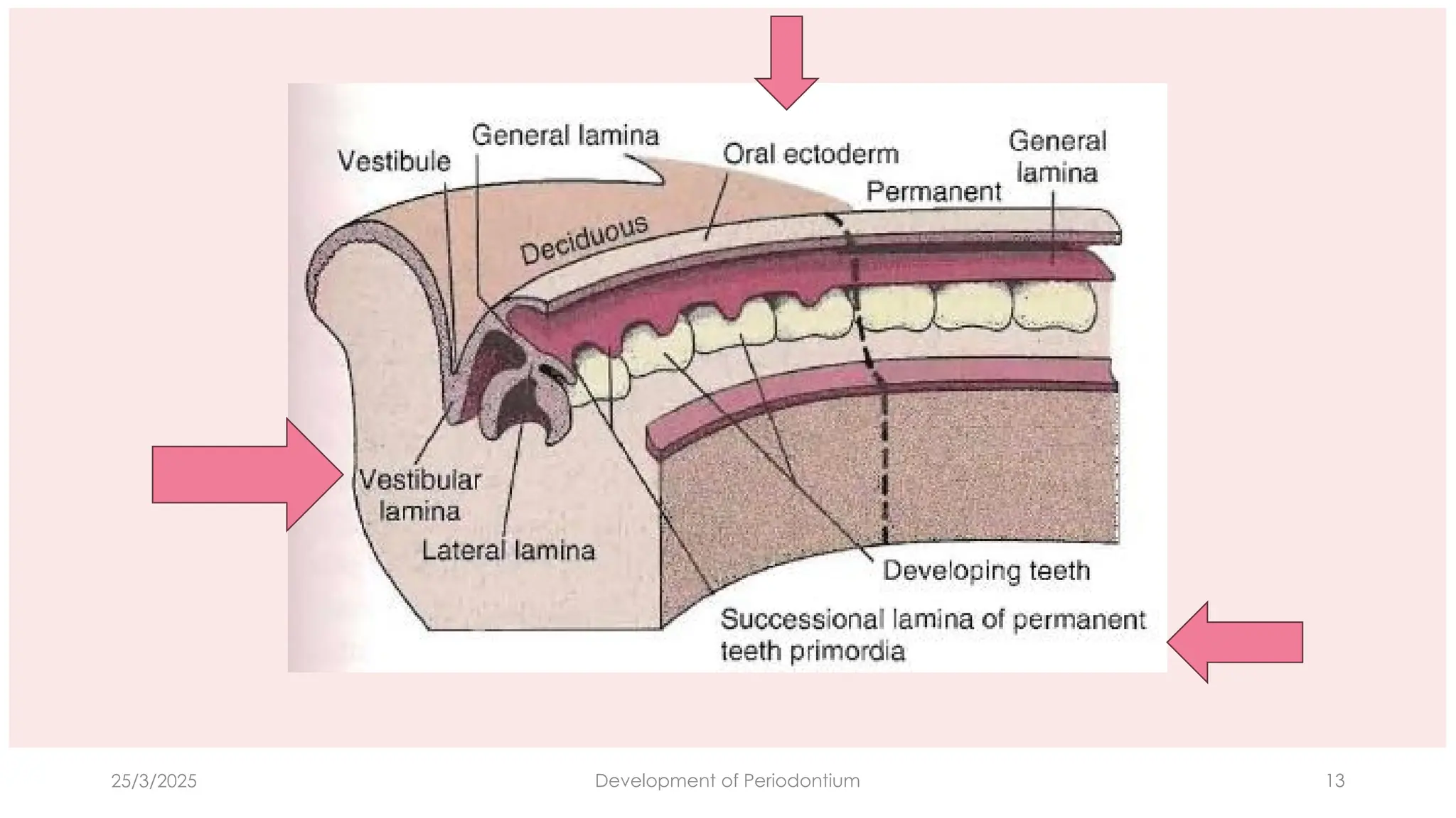 Development of Periodontium. focuses on development of periodontal ...