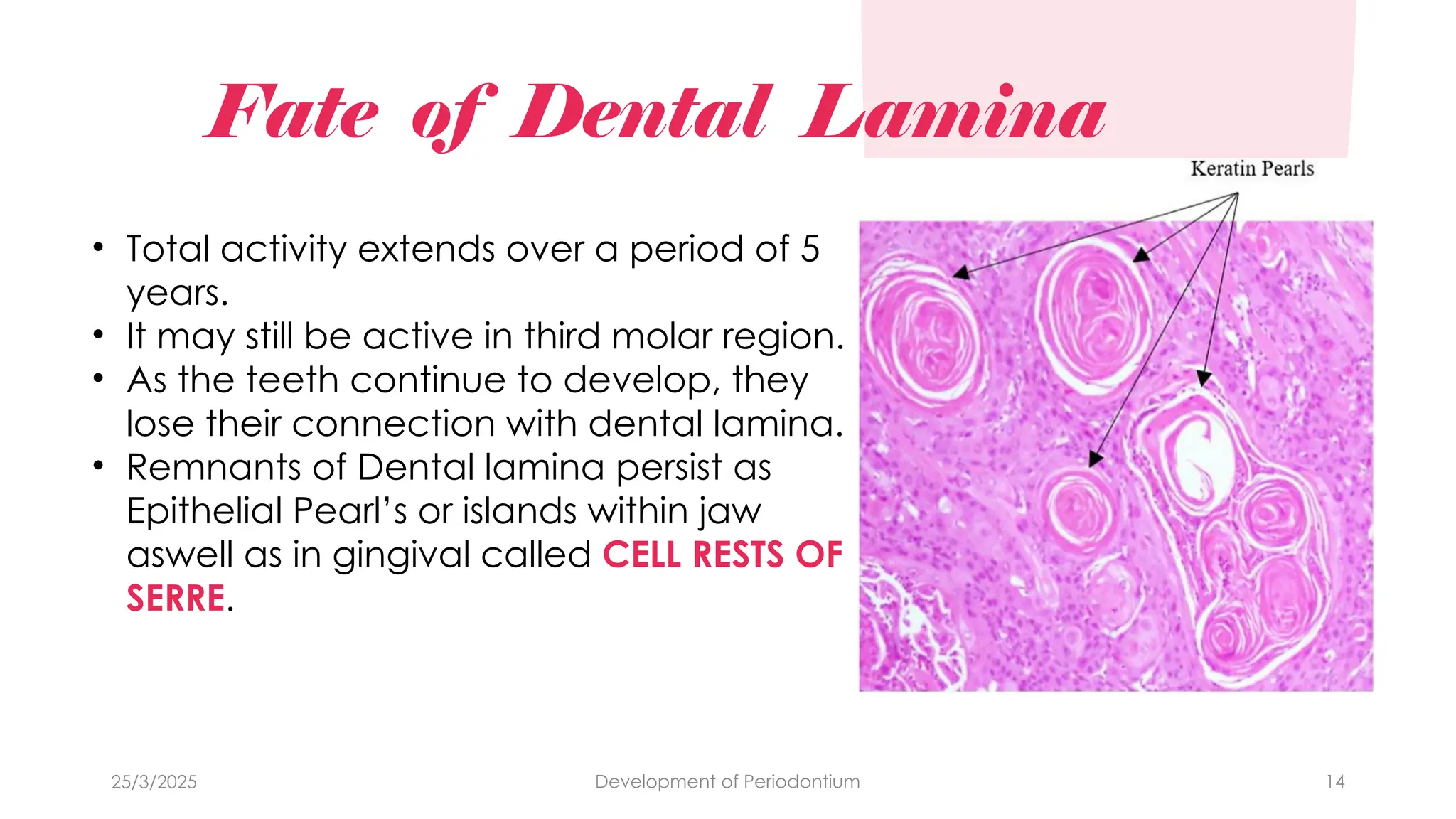 Development of Periodontium. focuses on development of periodontal ...