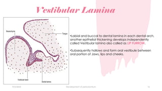 Development of Periodontium. focuses on development of periodontal ...