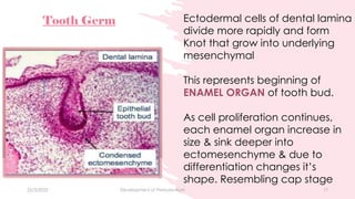 Development of Periodontium. focuses on development of periodontal ...