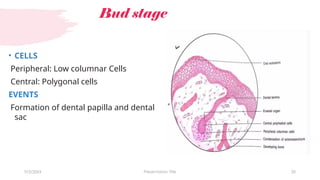 Development of Periodontium. focuses on development of periodontal ...