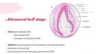Development of Periodontium. focuses on development of periodontal ...