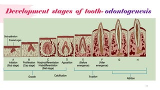 Development of Periodontium. focuses on development of periodontal ...