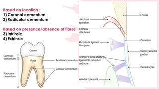 Development of Periodontium. focuses on development of periodontal ...