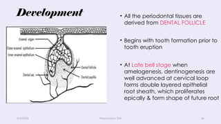 Development of Periodontium. focuses on development of periodontal ...
