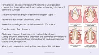 Development of Periodontium. focuses on development of periodontal ...