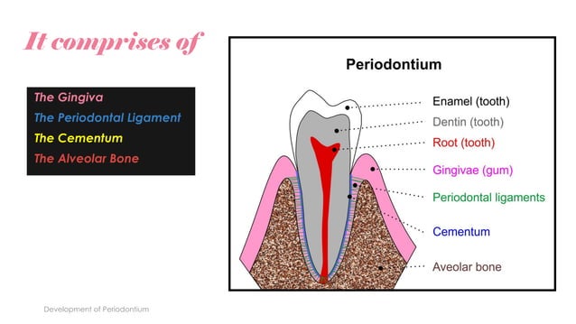 Development of Periodontium. focuses on development of periodontal ...
