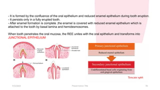 Development of Periodontium. focuses on development of periodontal ...