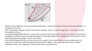 Development of Periodontium. focuses on development of periodontal ...