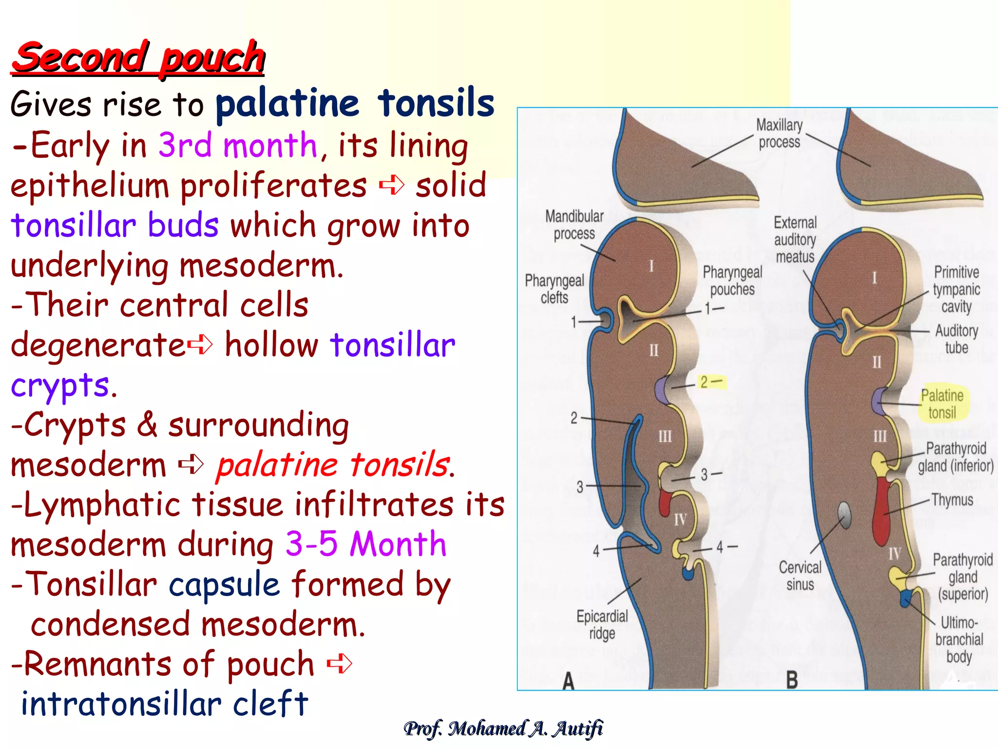 Development of pharyngeal apparatus | PPT