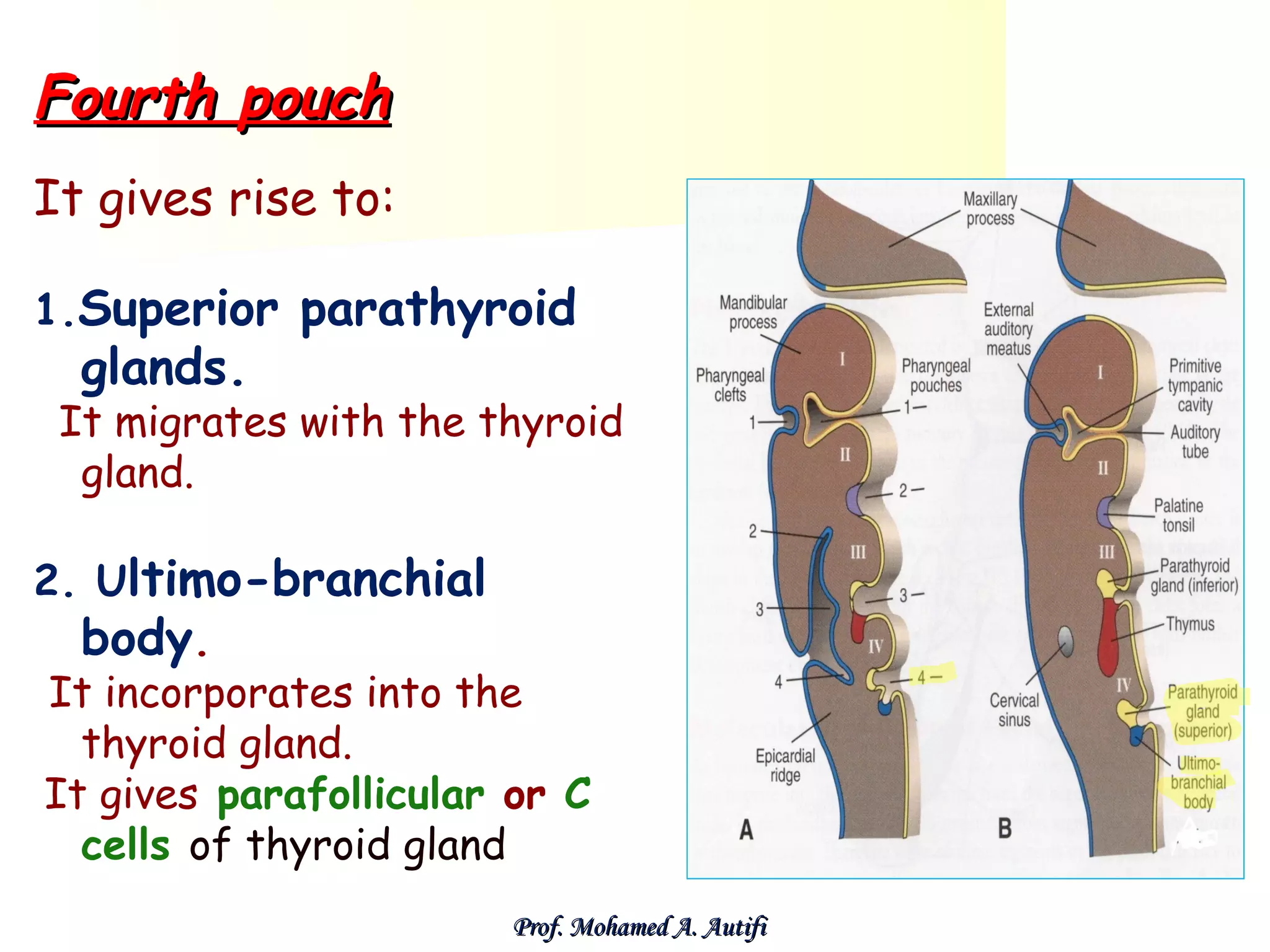 Development of pharyngeal apparatus | PPT