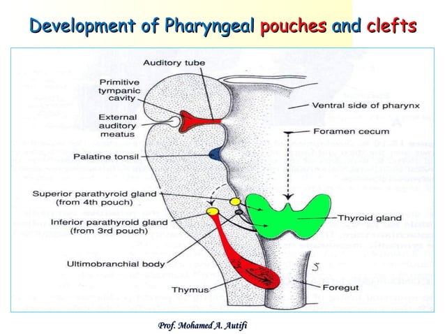 Development of pharyngeal apparatus