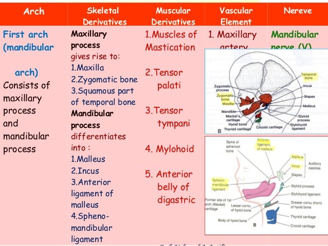 Development of pharyngeal apparatus