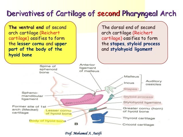 Development of pharyngeal apparatus