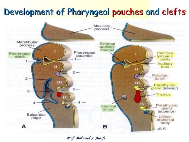 Development of pharyngeal apparatus