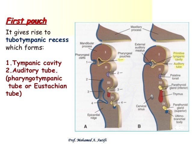 Development of pharyngeal apparatus