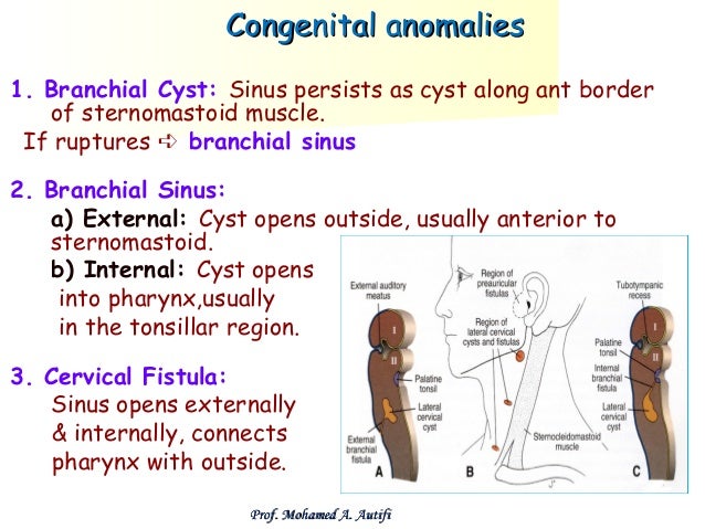 Development of pharyngeal apparatus