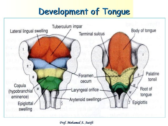 Development of pharyngeal apparatus