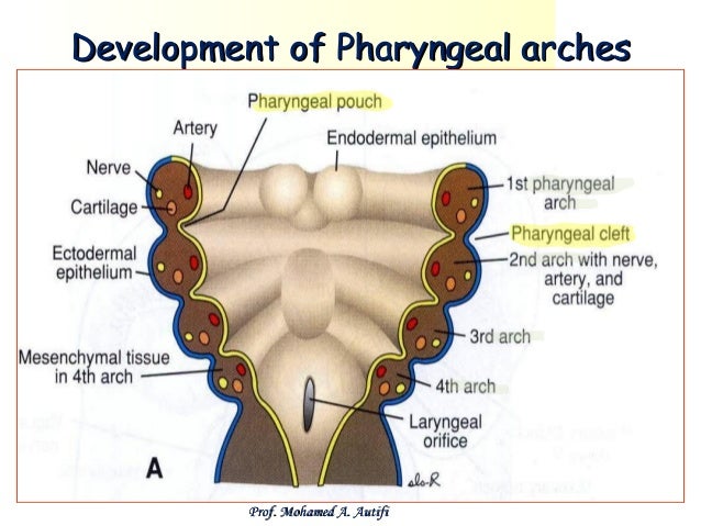 Development of pharyngeal apparatus